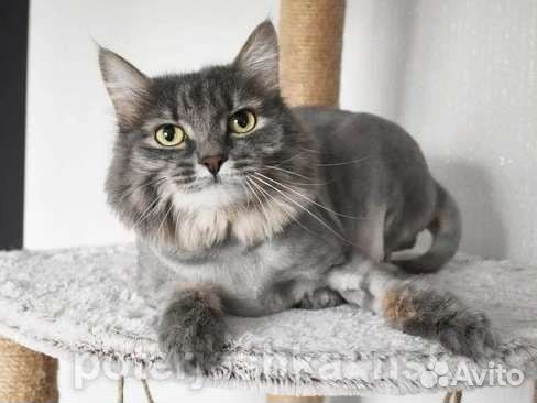 Кошки в добрые руки бесплатно
