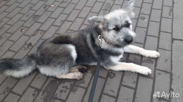 Собака порода Армант