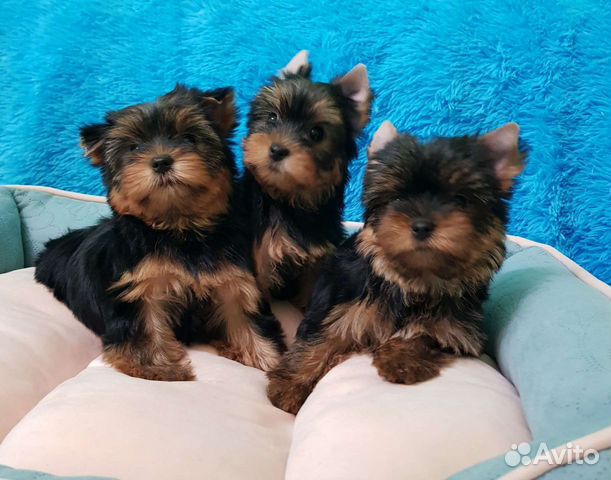 Йоркширский терьер щенки