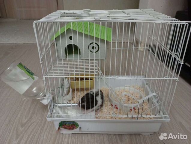 Клетка с сирийским хомяком