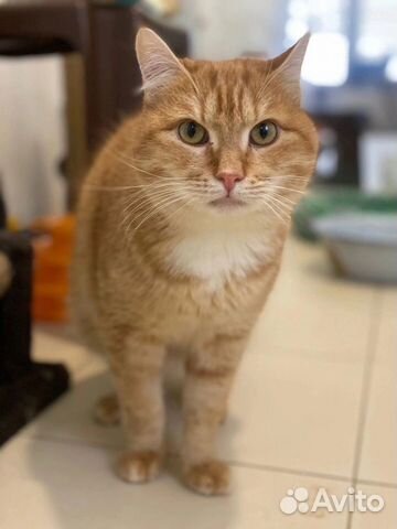 Кот Митяй ищет хозяина. Отдадим в хорошие руки