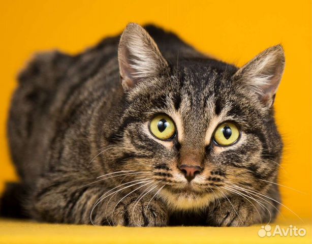 Тигровая девочка Вальда. Котенок с глазами-озерами