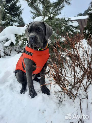 Итальянский Кане Корсо Девочка Питомник РКФ
