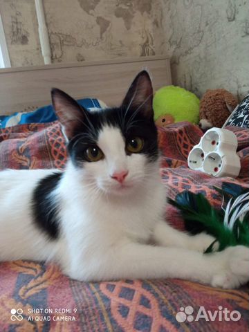 Котенок Эмили в добрые руки