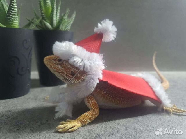 Бородатая агама