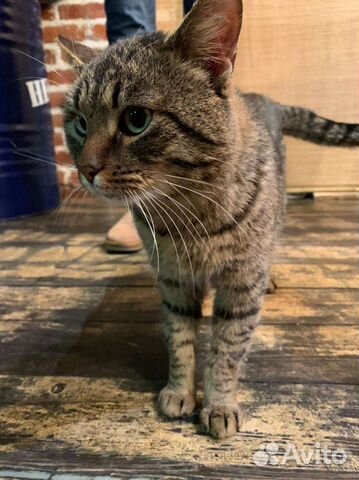 Кот котенок