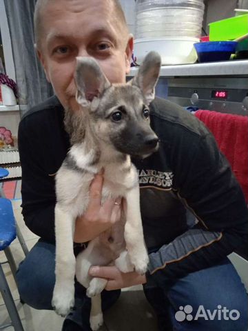 Собака в добрые руки щенок
