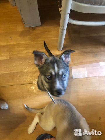 Щенки хаски в добрые руки