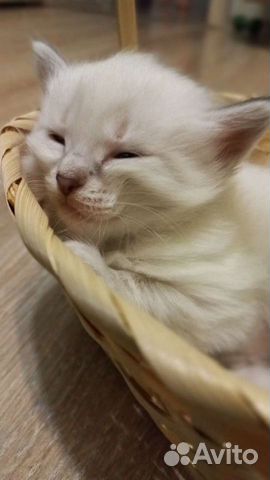 Невская маскарадная