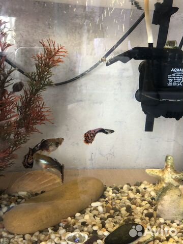 Аквариум 20 литров с рыбками
