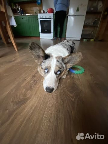 Потрясающе красивый корги кардиган вязка