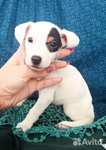 Яркая девочка Джек Рассел с документами