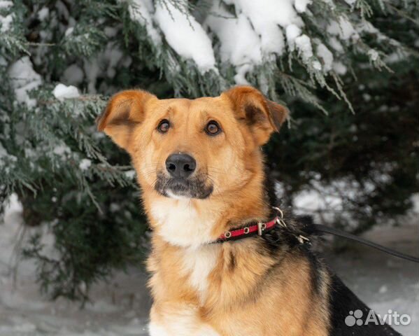 Фиона ищет дом