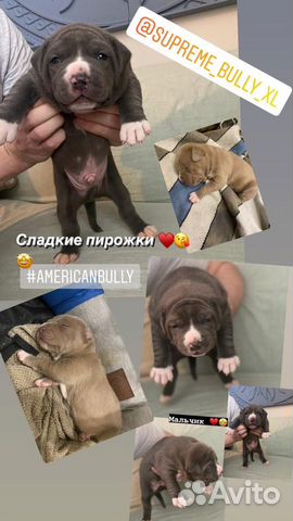 Американский булли xl