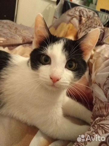 Котёнок в дар