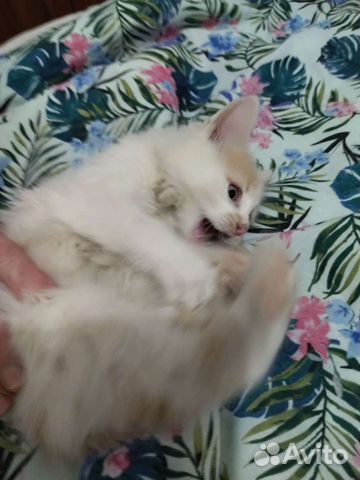 Сибирский котенок
