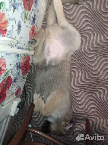 Отдам в добрые руки