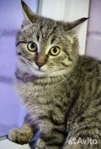 Котик Савелий (4 мес) ищет дом