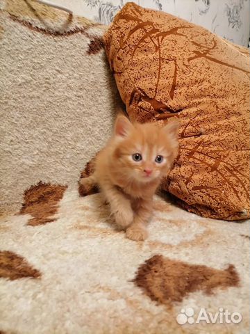 Персидские котята