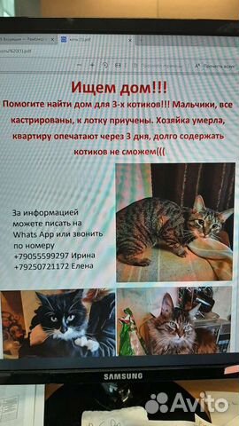 Котики бесплатно в добрые руки ищут новый дом