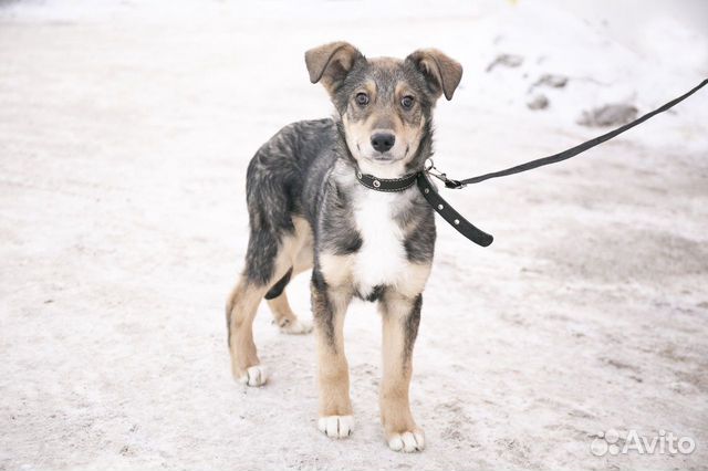 Щенок в добрые руки