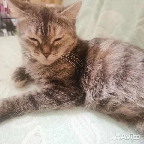 В добрые руки