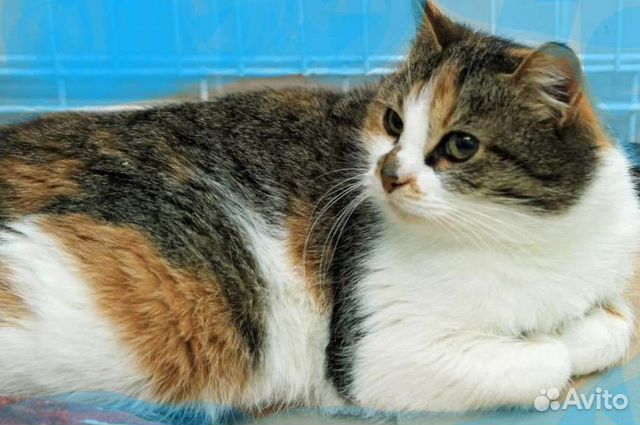 Красавица трехцветка