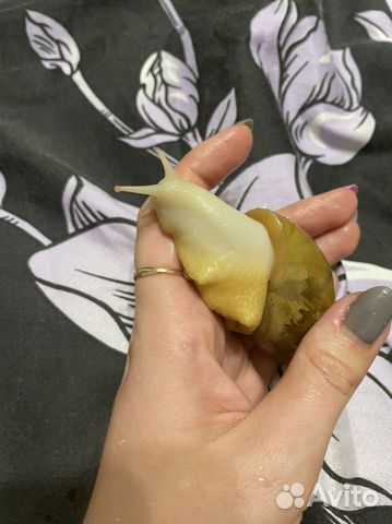 Улитки ахатины