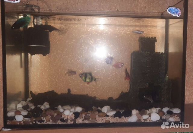 Аквариум с рыбками