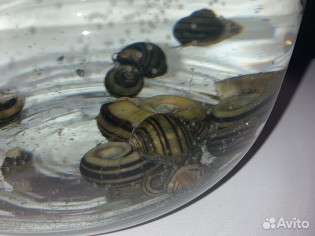 Улитки спикси и мариза