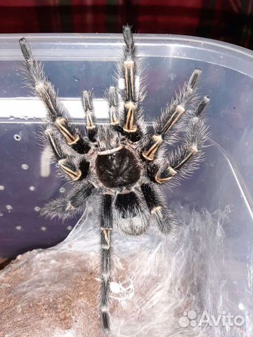 Паук птицеед Grammostola aureostriata (pulchripes)