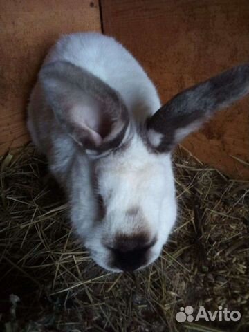 Кролик самец колифорниец