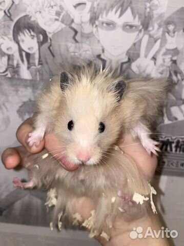 Сирийскии хомяки