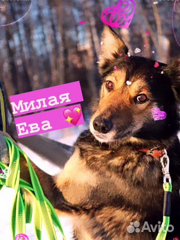 Милая Ева Ищет дом и семью Спасите