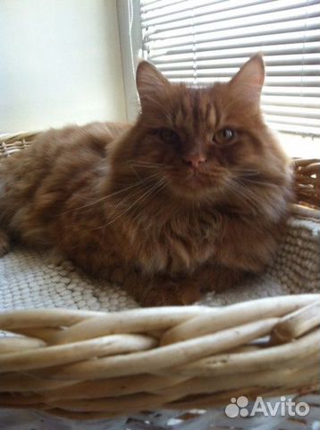 Рыжий Босс ищет хозяев