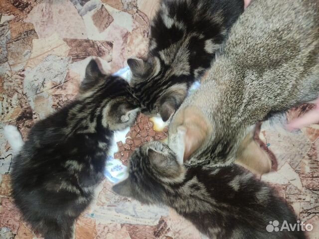 Котята 1 месяц и 5 дней