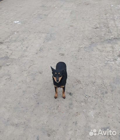 Маленькая собачка