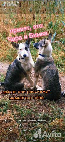 Помогите пристроить собак