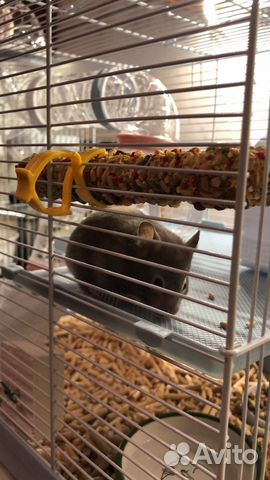 Хомяк в дар + клетка