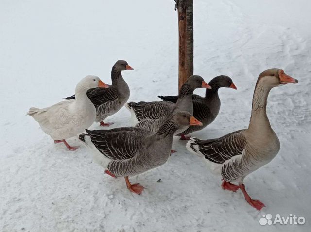 Гусь