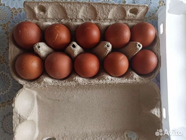 Инкубационное яйцо Марана и помесное
