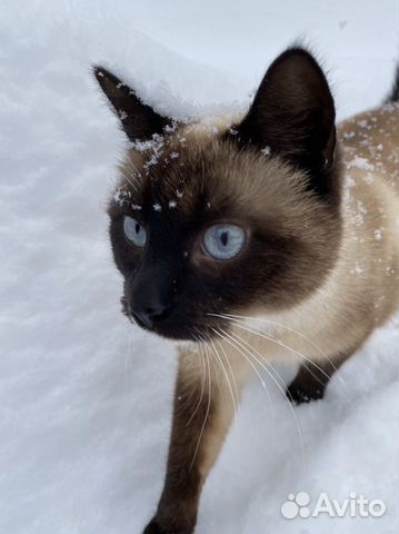 Сиамские котята