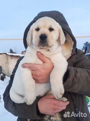 Щенки лабрадора с документами РКФ