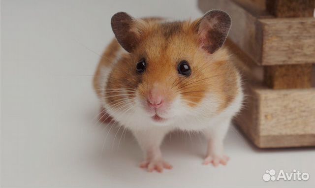 Сирийский хомяк