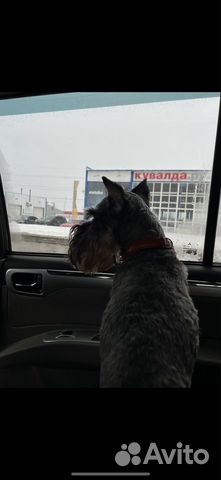 Цвергшнауцер вязка