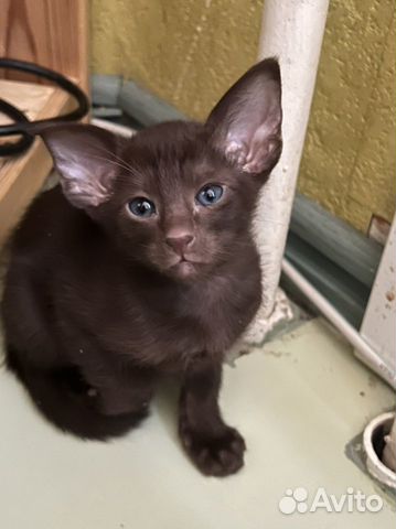 Ориентальная девочка