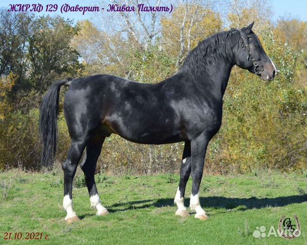 Жеребец на случку