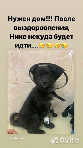 Щенки дворняги