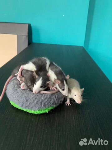 Крысята дамбо