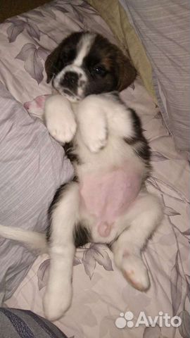 Собаки щенки породистые
